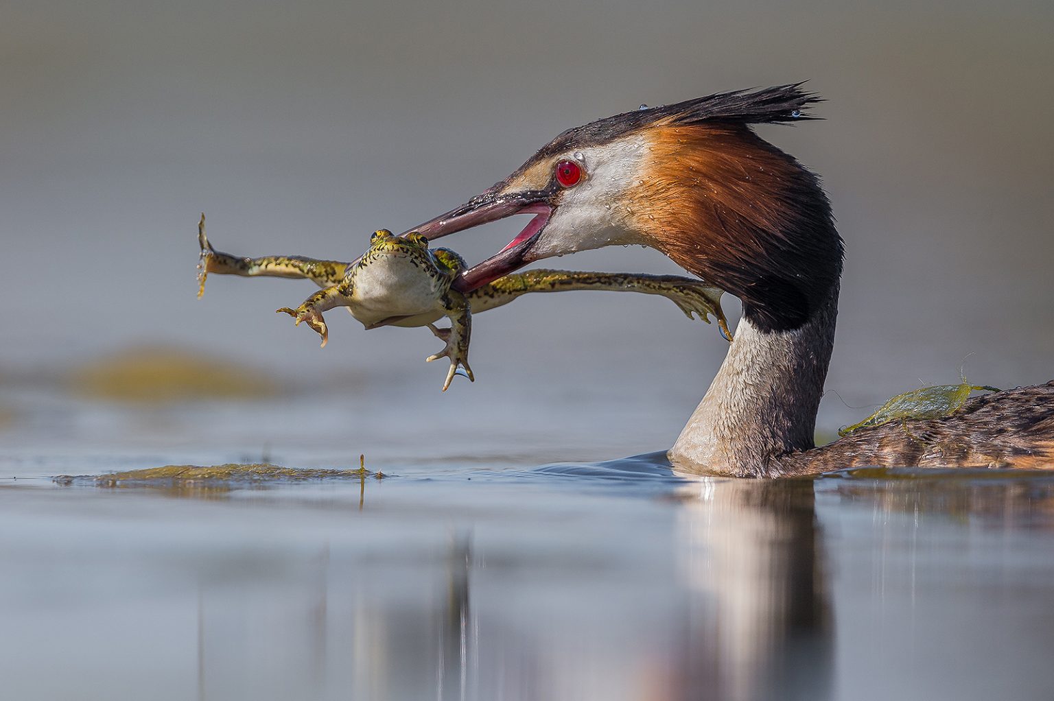 New Floating, Portable Hide for Water-level Wildlife Photography ...