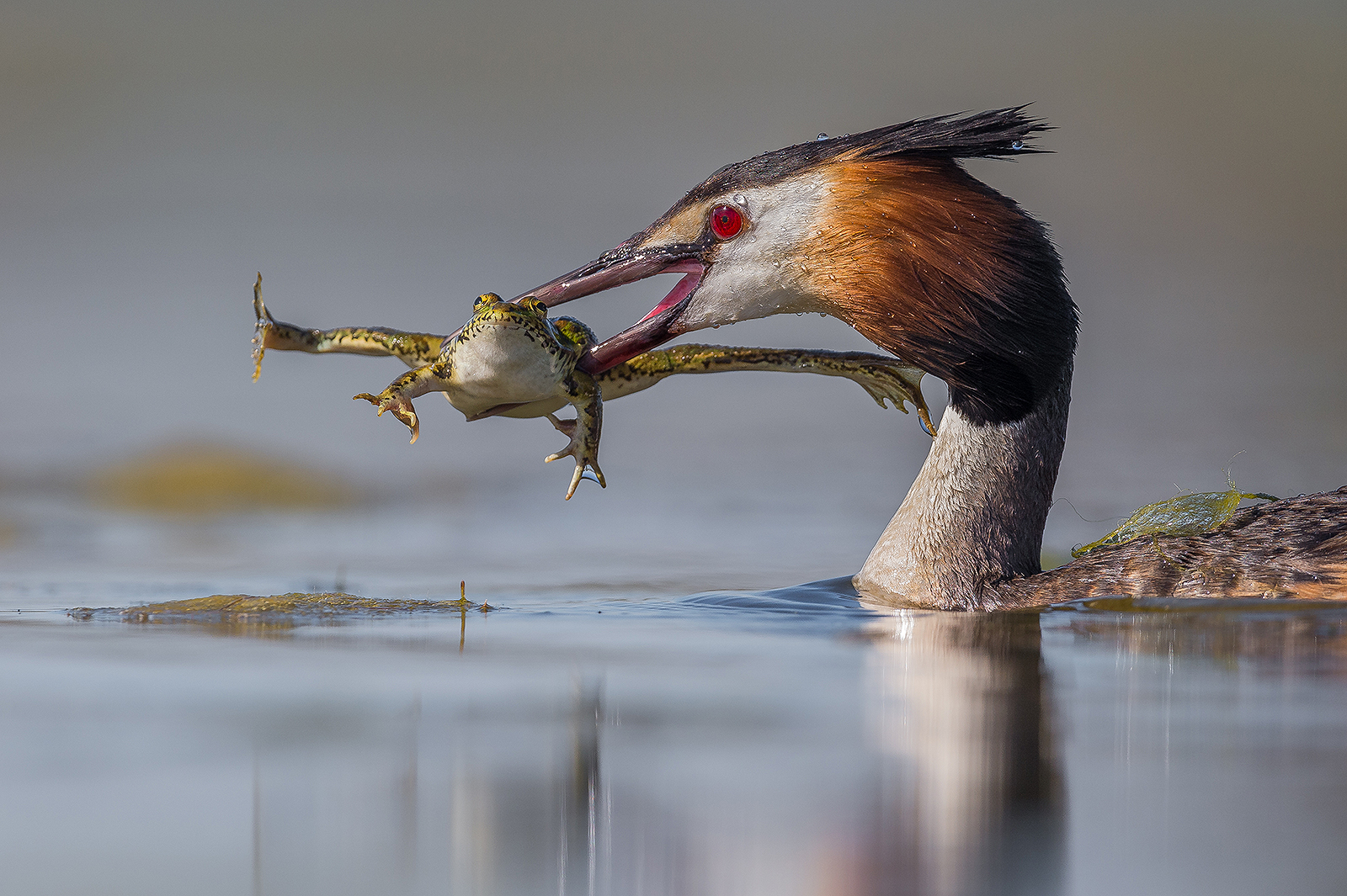 New Floating, Portable Hide for Water-level Wildlife Photography ...