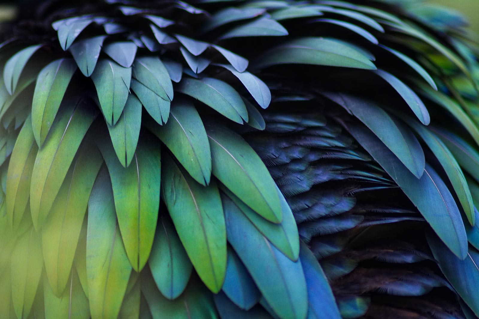Weekly Photography Assignment: Feathers - Nature TTL
