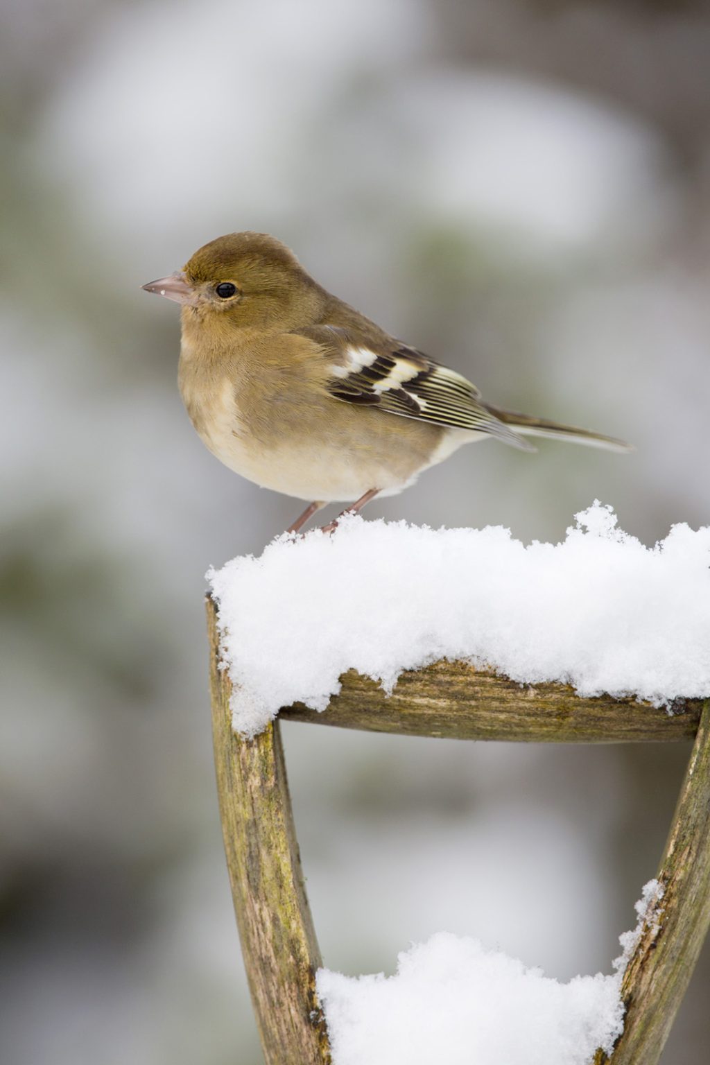 Nature Photography Subjects to Shoot in Winter - Nature TTL