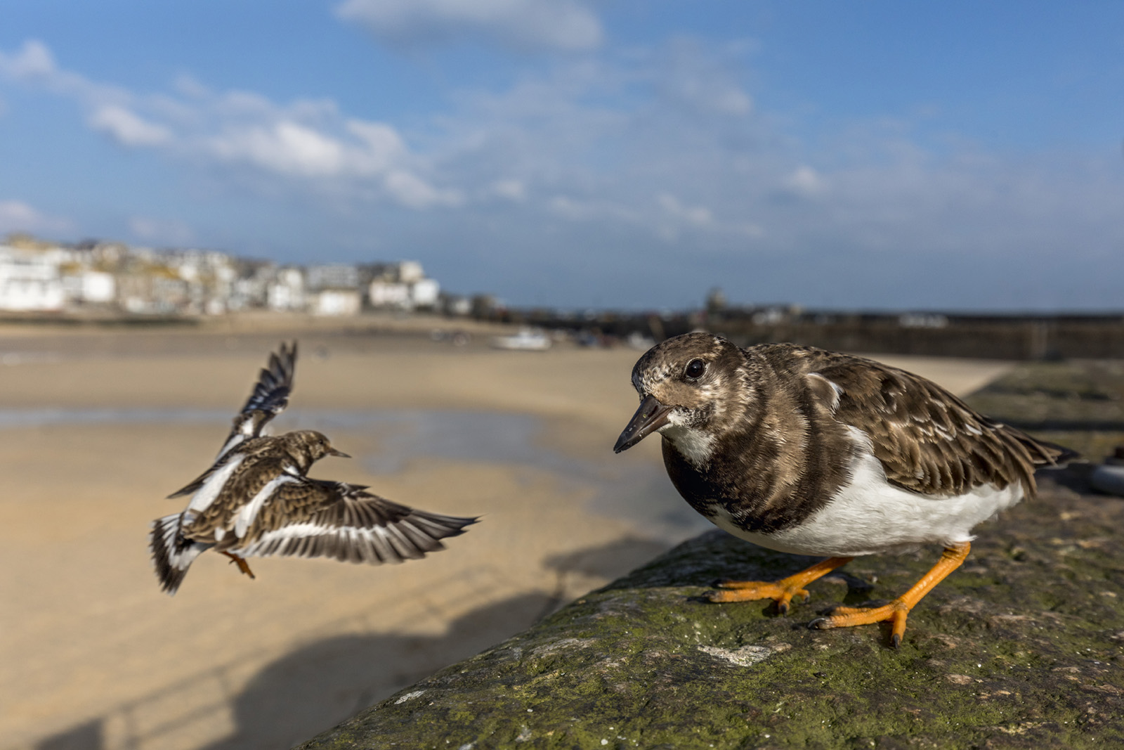 Turnstone Birds: Turnstone | Henry E. Hooper