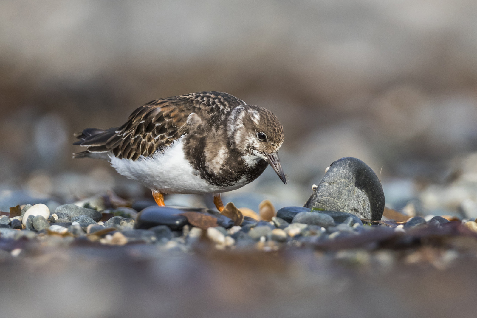 How to Photograph Turnstones - Nature TTL