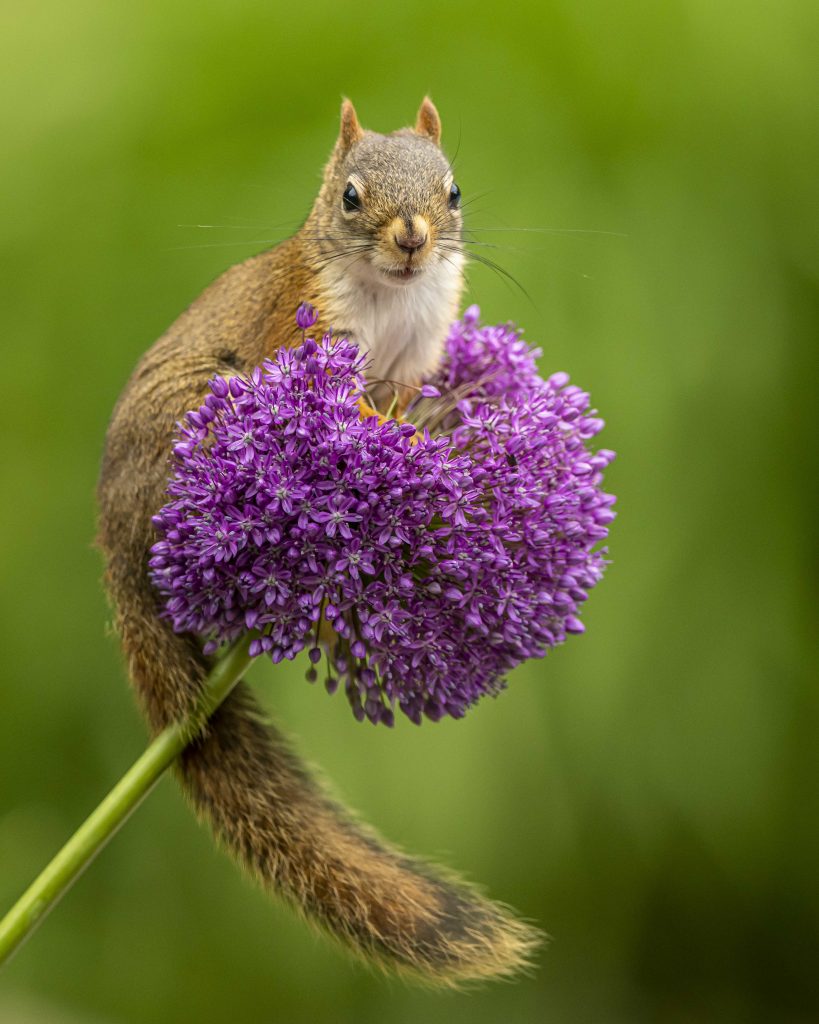 Weekly Photography Assignment: Mammals - Nature TTL