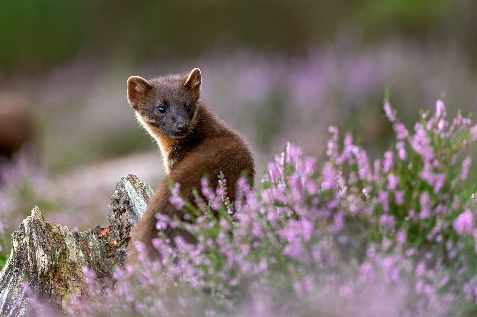 How to Photograph Wildlife in the Scottish Highlands - Nature TTL