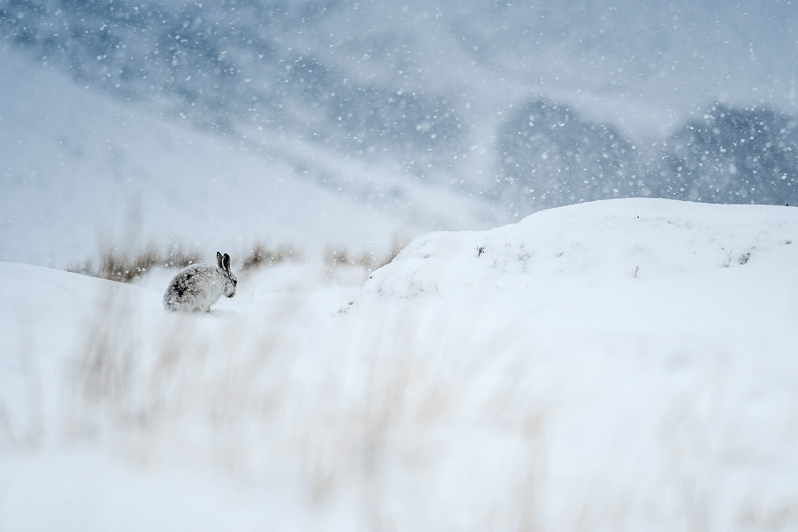 How to Photograph Wildlife in the Scottish Highlands - Nature TTL