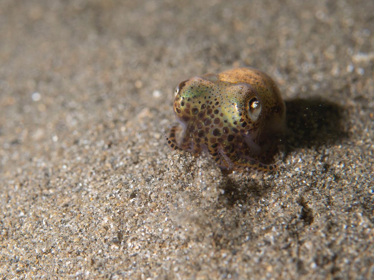 How to Photograph Cuttlefish - Nature TTL