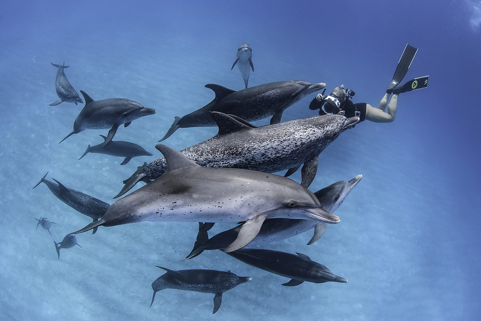 How to Photograph Dolphins Underwater - Nature TTL