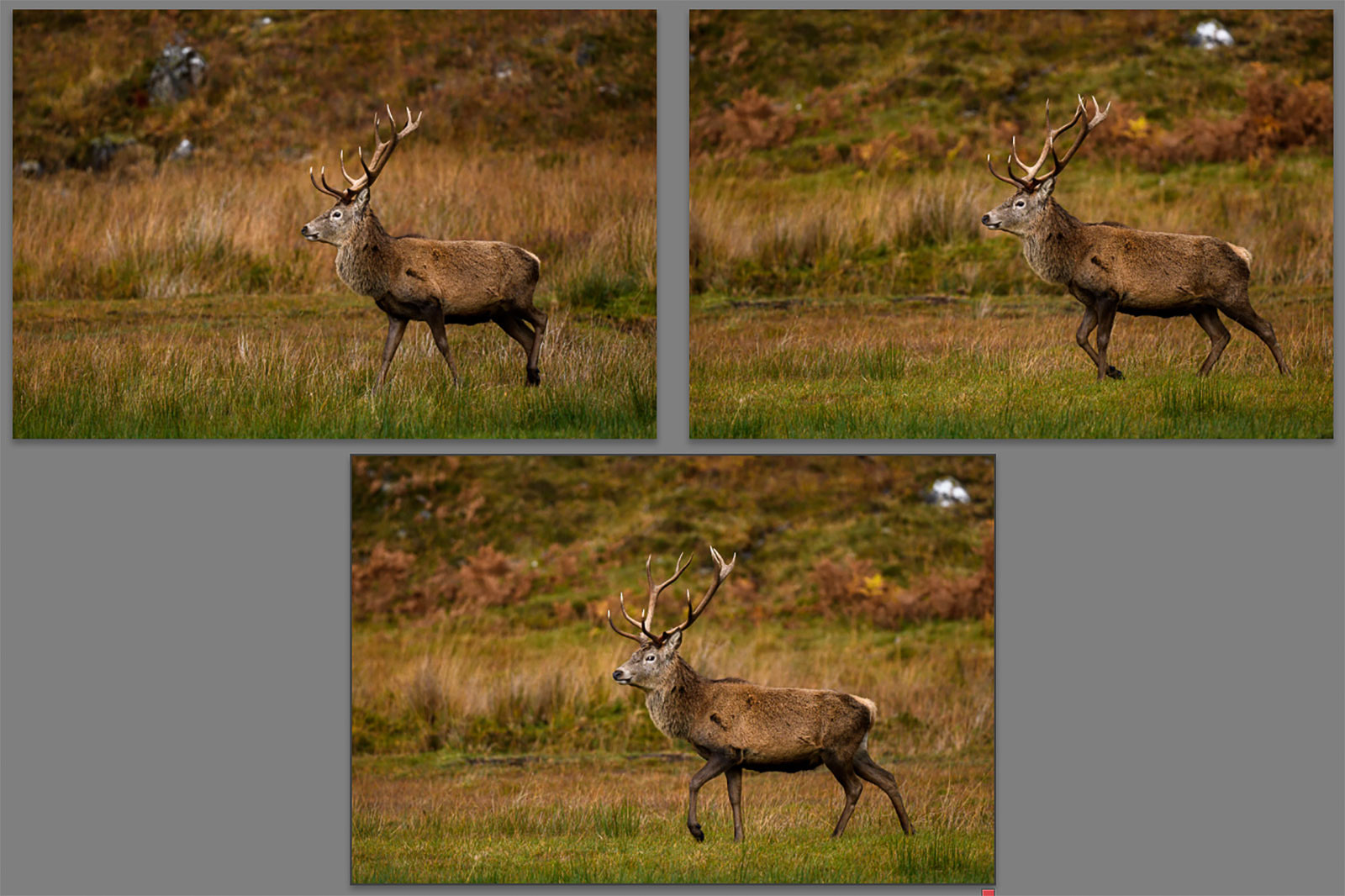 How to Choose Your Best Images After a Shoot - Nature TTL