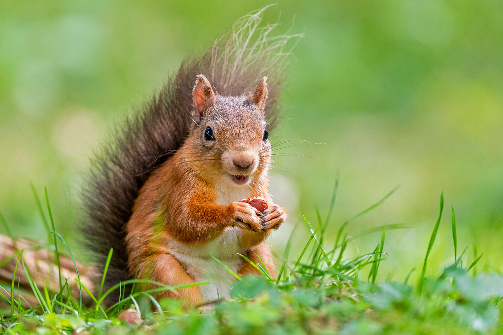 How to Choose Your Best Images After a Shoot - Nature TTL