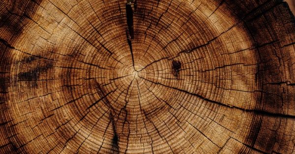 Weekly Photography Assignment: The Colour Brown - Nature TTL