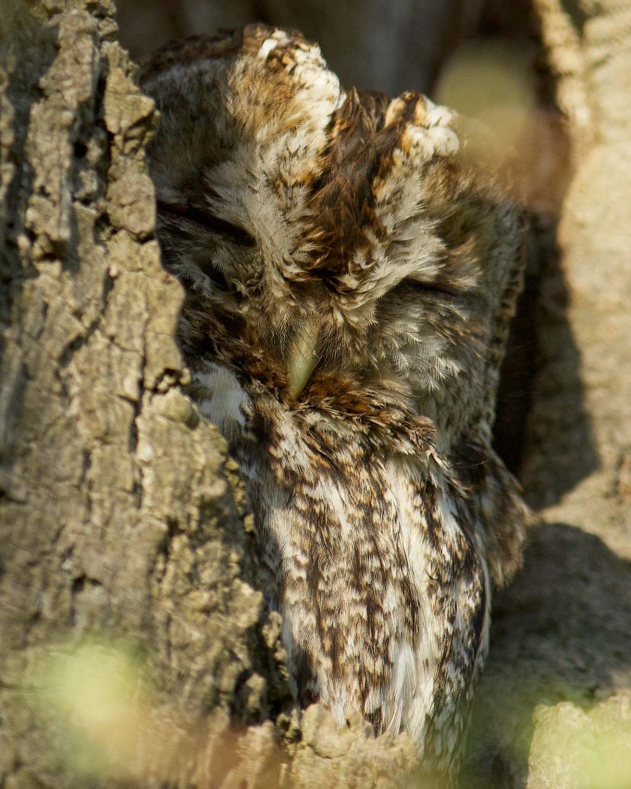 How to Photograph Tawny Owls - Nature TTL
