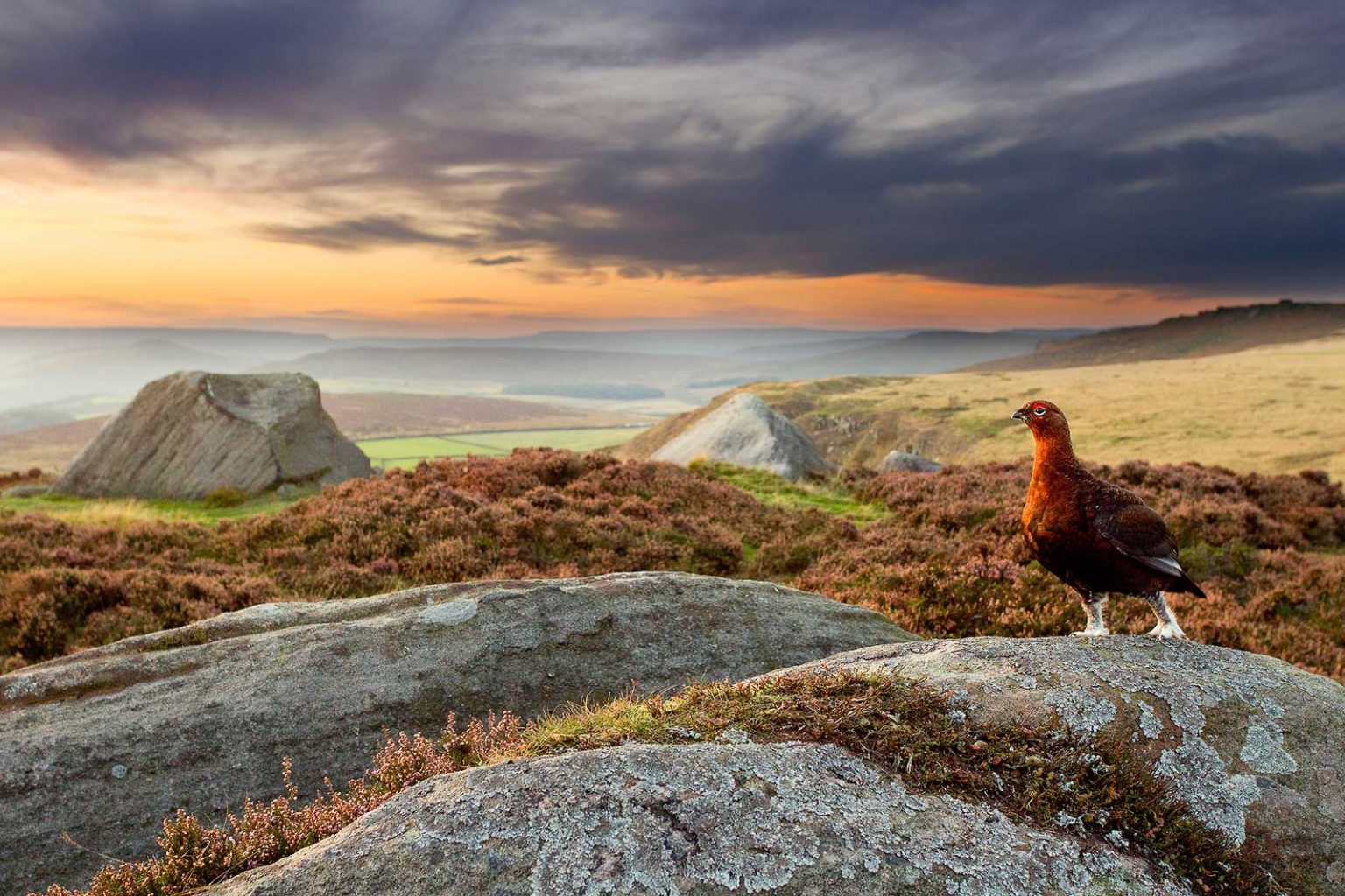 Wildlife Photography Guide to the Peak District National Park - Nature TTL