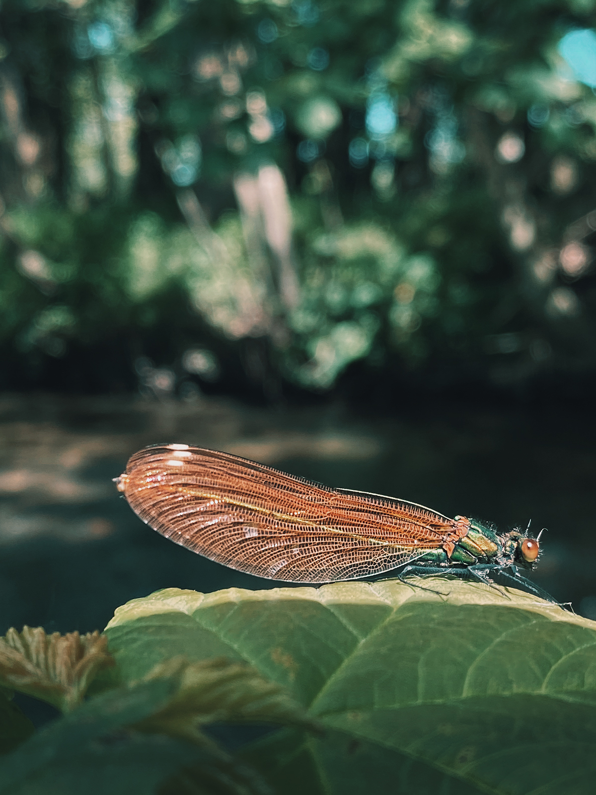 How to Use a Smartphone for Nature Photography - Nature TTL