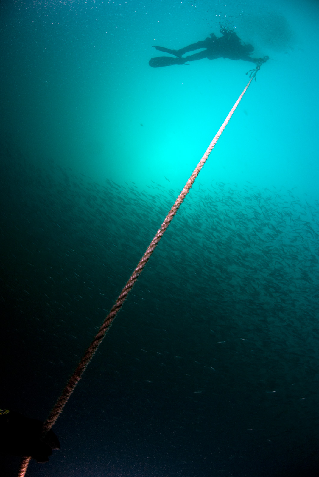 5 Best Underwater Photography Locations in the UK - Nature TTL