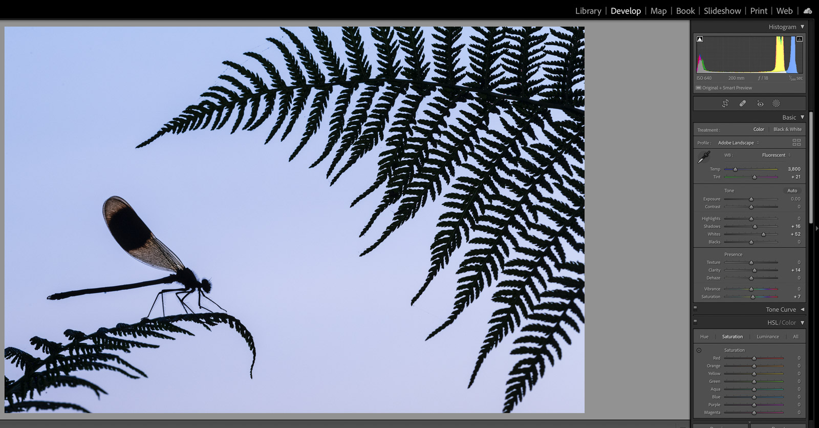 7 Top Tips for Editing Macro Photos - Nature TTL