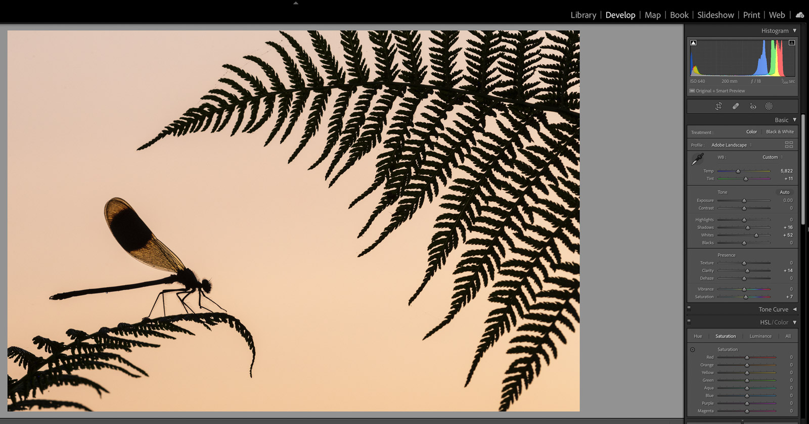 7 Top Tips for Editing Macro Photos - Nature TTL