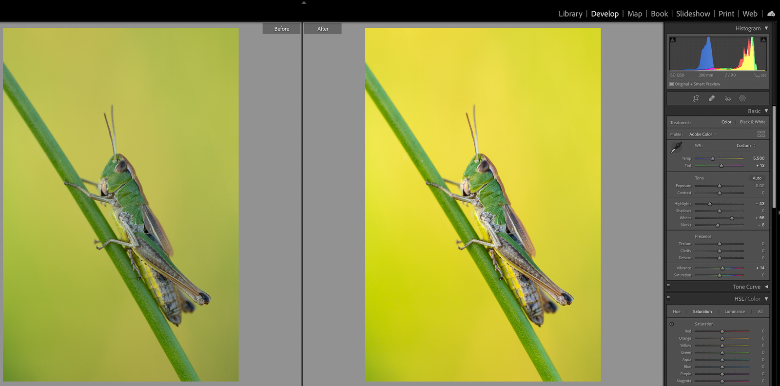 7 Top Tips for Editing Macro Photos - Nature TTL