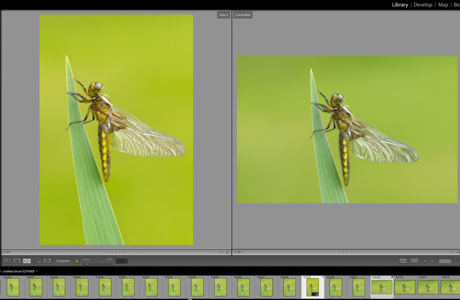 7 Top Tips for Editing Macro Photos - Nature TTL