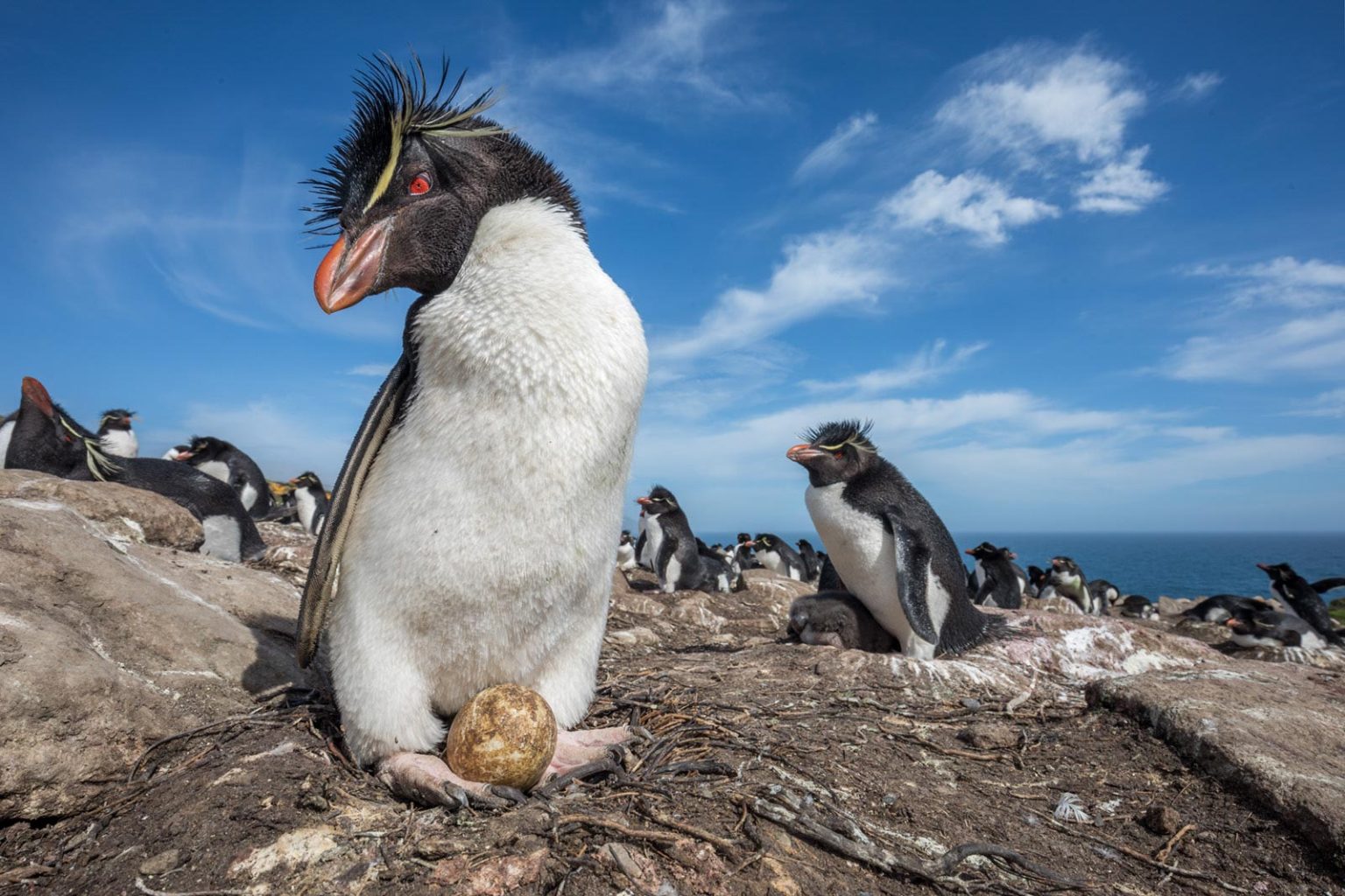 How to Use Perspective in Nature and Wildlife Photography - Nature TTL
