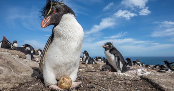 How to Use Perspective in Nature and Wildlife Photography - Nature TTL