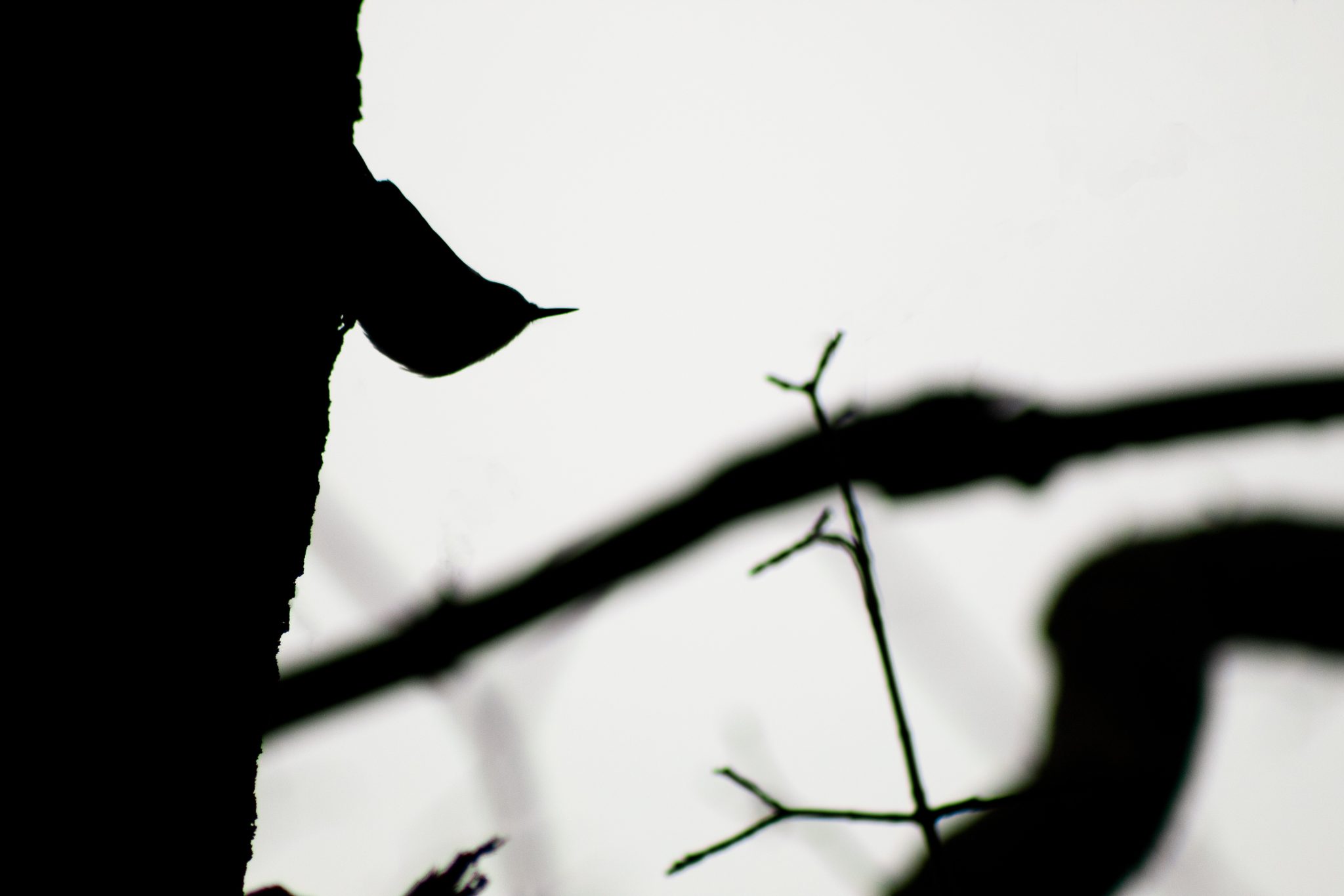 Weekly Photography Assignment: Wildlife Portraits - Nature TTL