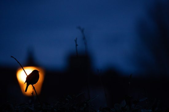How to Harness Artificial Light for Stand Out Urban Wildlife Photos ...