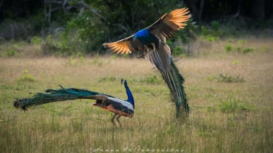 Weekly Photography Assignment: Rule of Thirds - Nature TTL