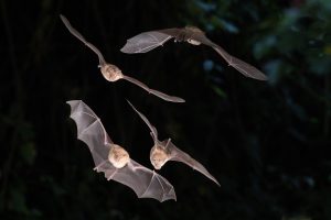 Photographing Bats in Flight (in the UK) - Nature TTL