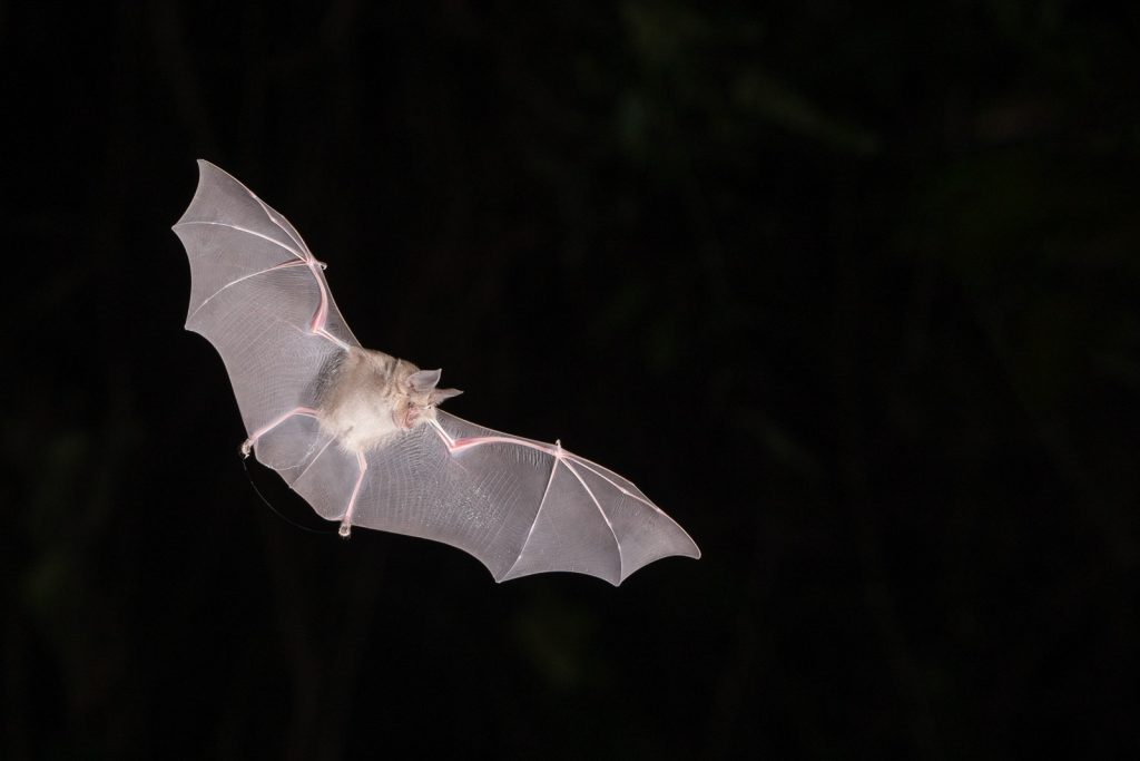 Photographing Bats in Flight (in the UK) - Nature TTL