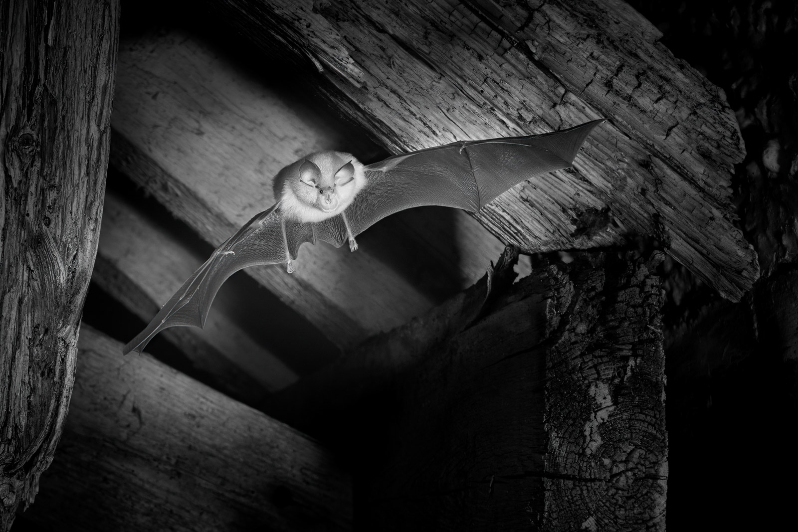 Photographing Bats in Flight (in the UK) - Nature TTL