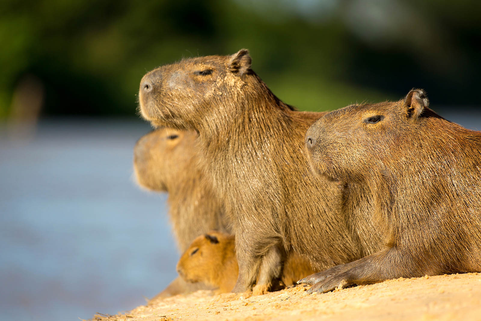 A Wildlife Photography Guide to the Pantanal, Brazil - Nature TTL