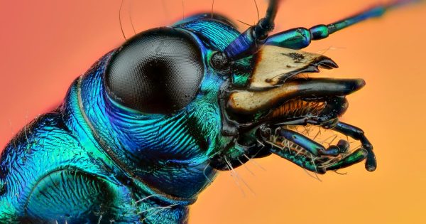 How to Take Ultra Macro Insect Photographs - Nature TTL