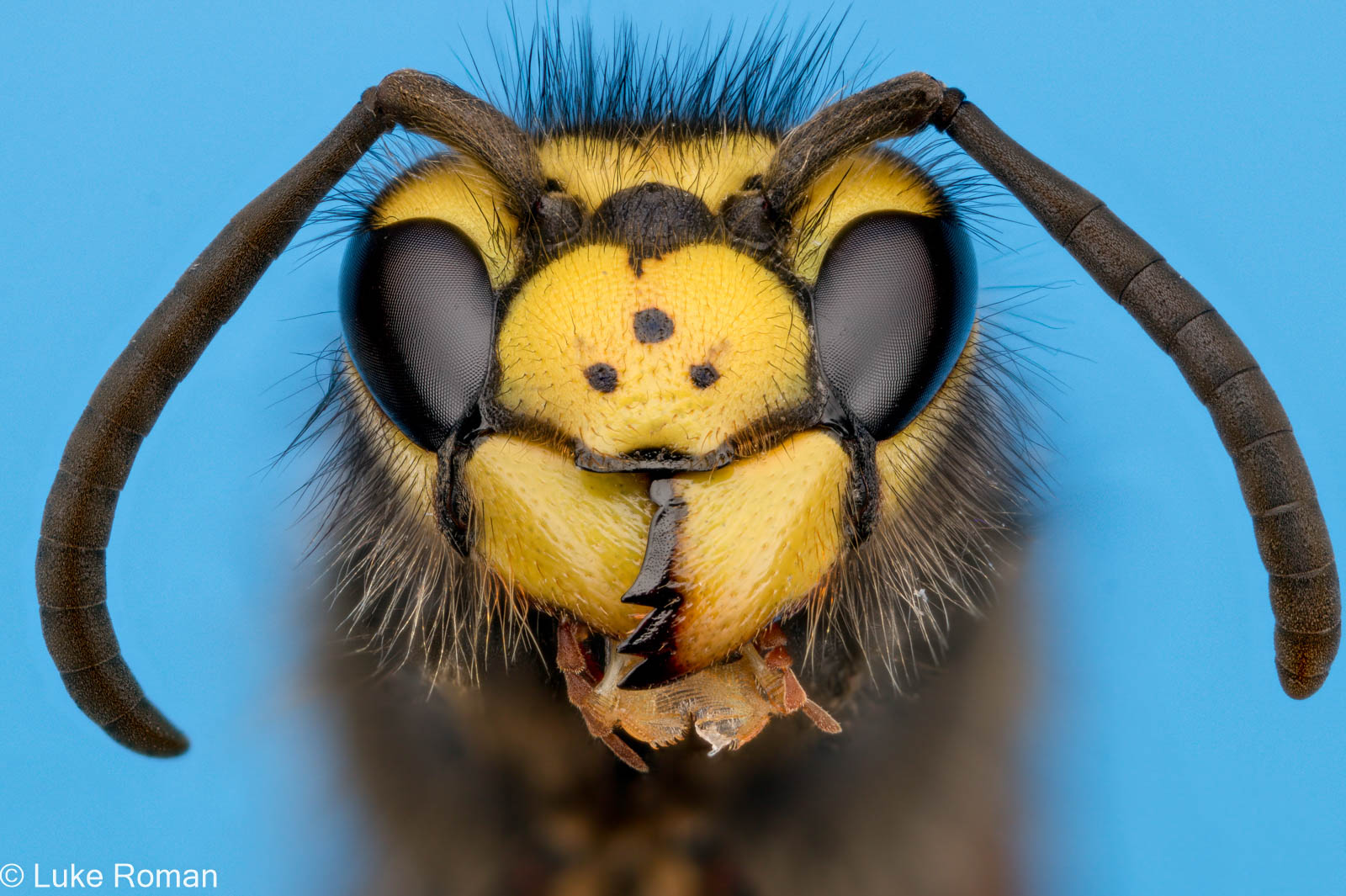 How to Take Ultra Macro Insect Photographs - Nature TTL
