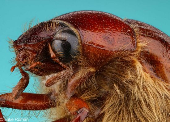 How to Take Ultra Macro Insect Photographs - Nature TTL