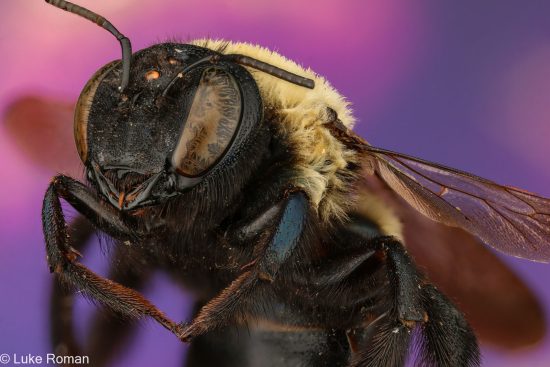 How to Take Ultra Macro Insect Photographs - Nature TTL