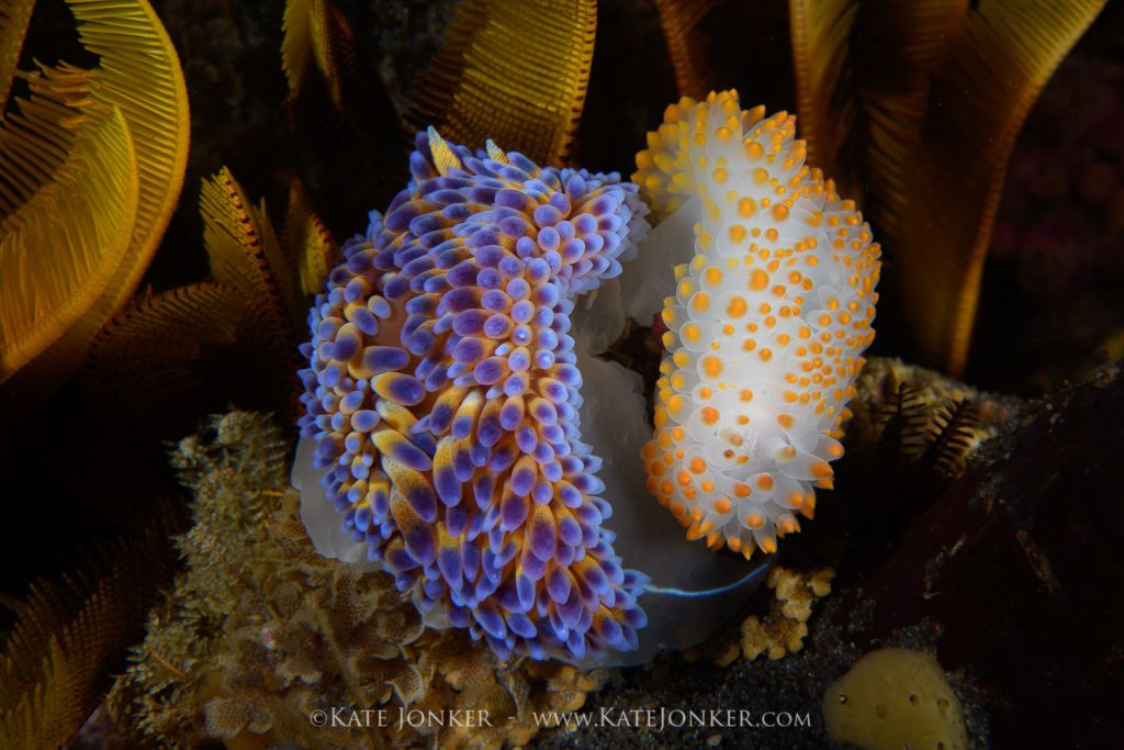 The Secret Underwater World of Nudibranchs - Nature TTL