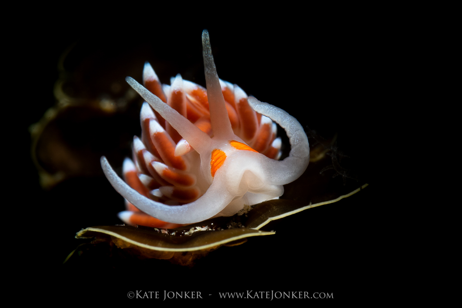 The Secret Underwater World of Nudibranchs - Nature TTL
