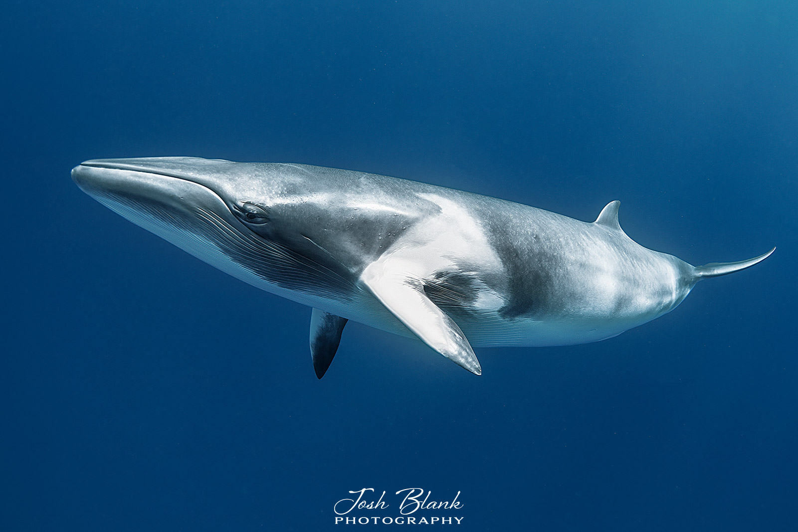 How to Photograph Ocean Giants - Nature TTL
