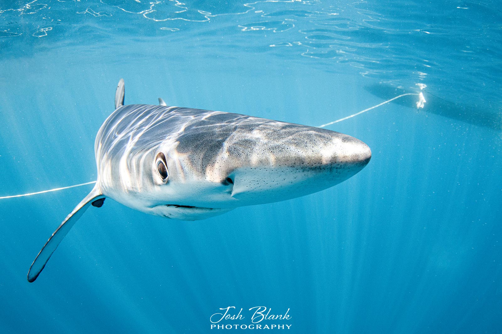 How to Photograph Ocean Giants - Nature TTL