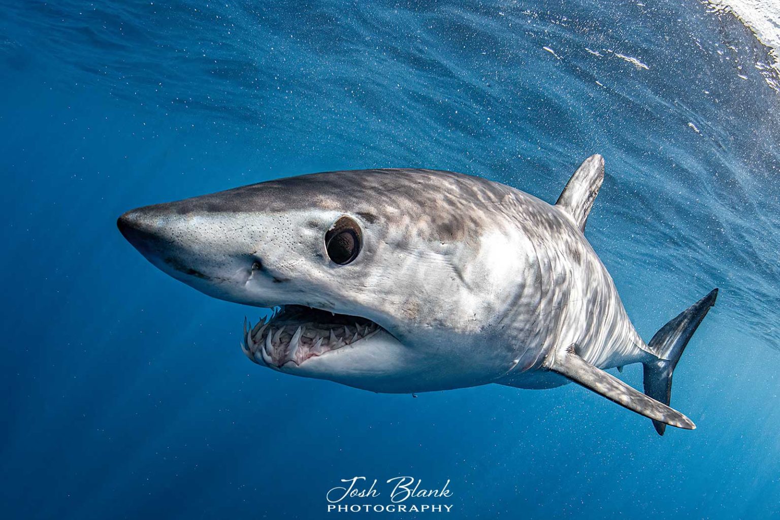 How to Photograph Ocean Giants - Nature TTL