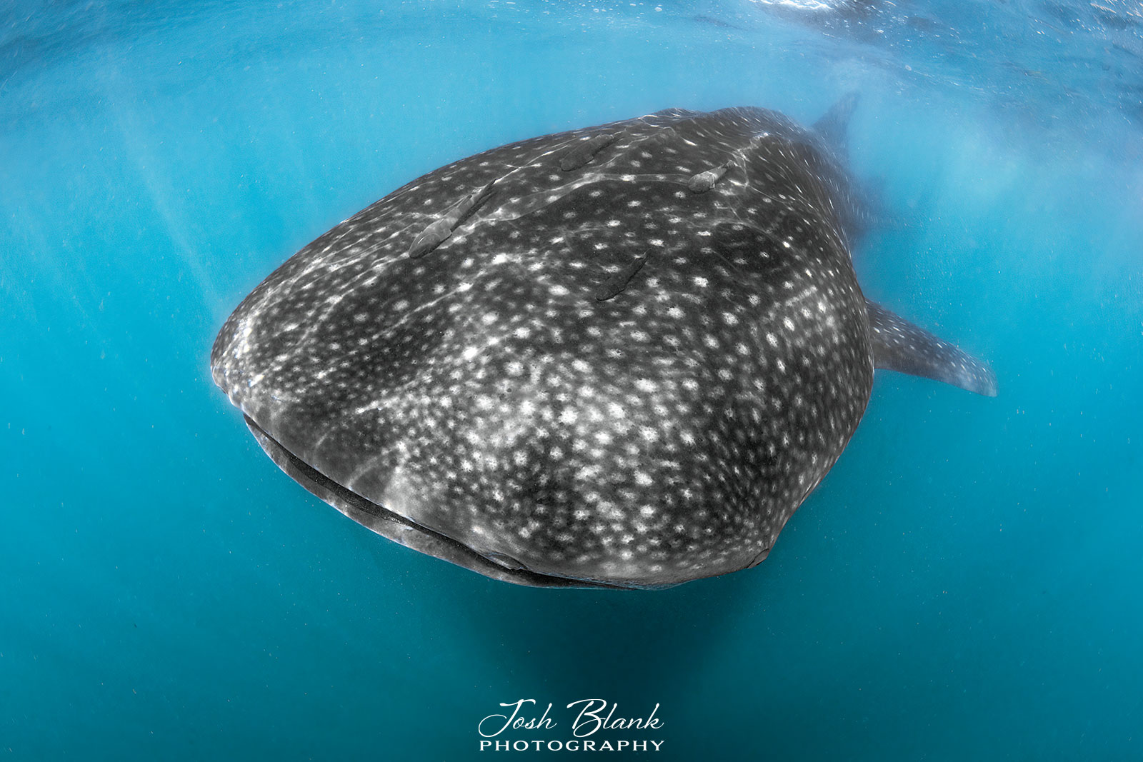 How to Photograph Ocean Giants - Nature TTL