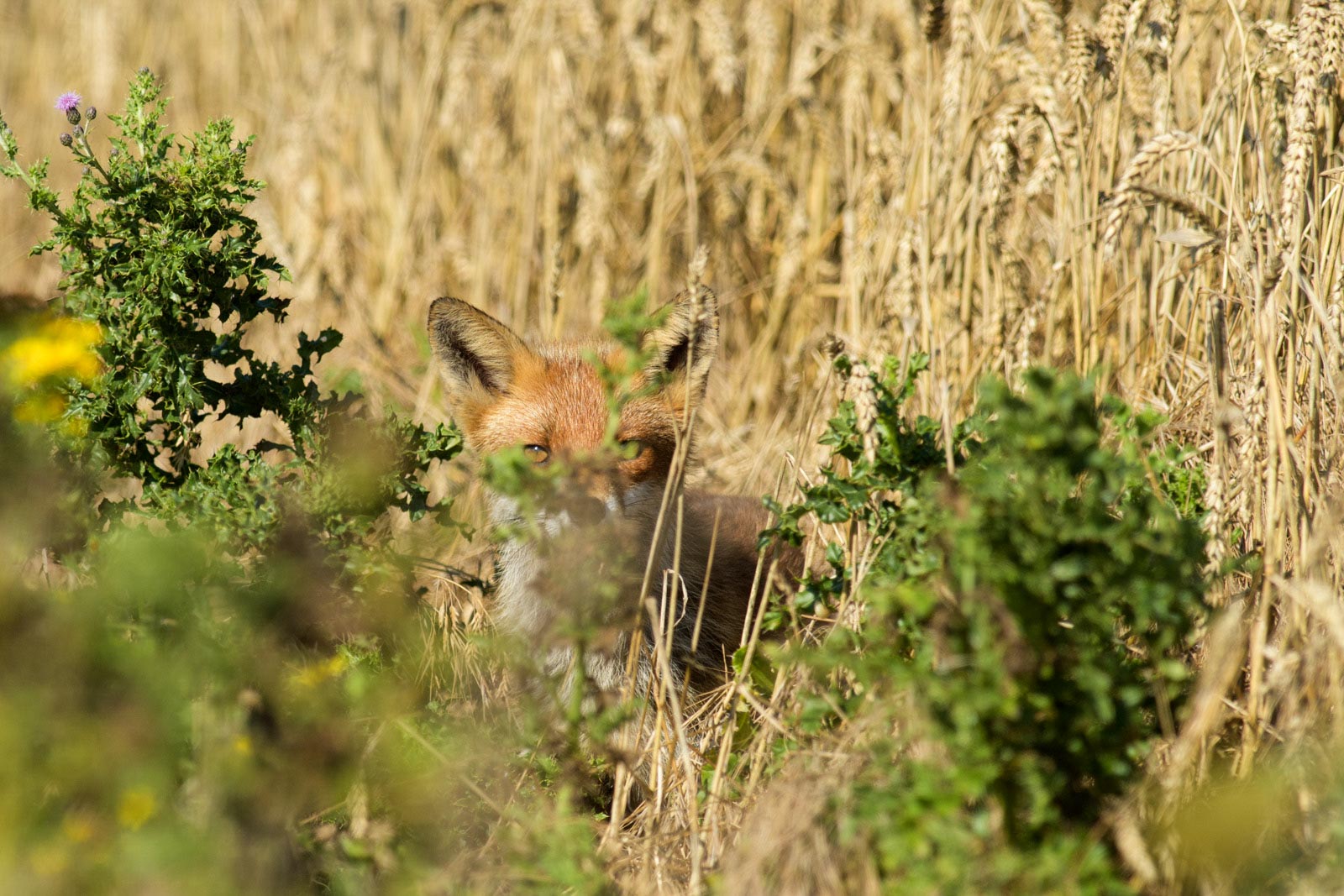 Nature Photography Guide to the White Cliffs of Dover - Nature TTL