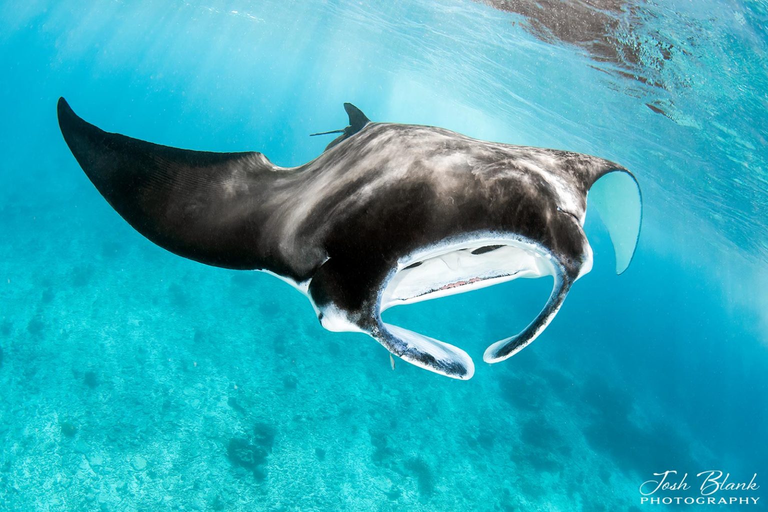 How to Photograph Manta Rays - Nature TTL