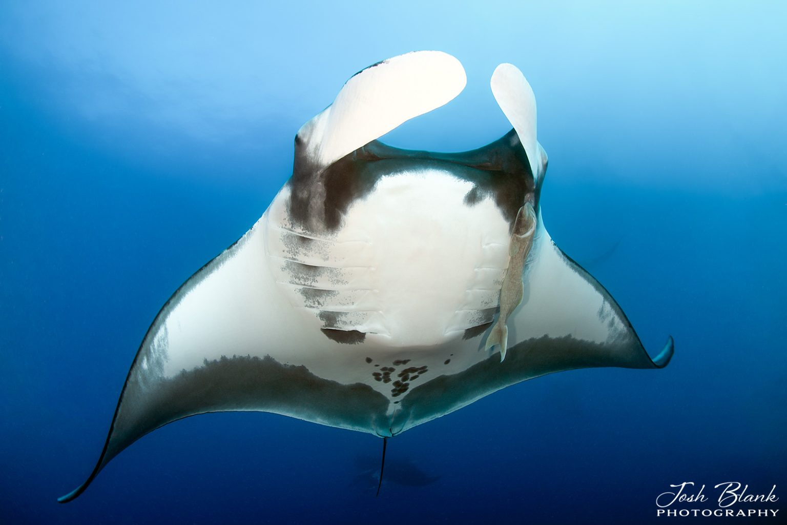 How to Photograph Manta Rays - Nature TTL