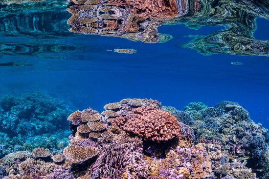 How to Photograph Coral Reefscapes - Nature TTL
