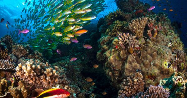 How to Photograph Coral Reefscapes - Nature TTL