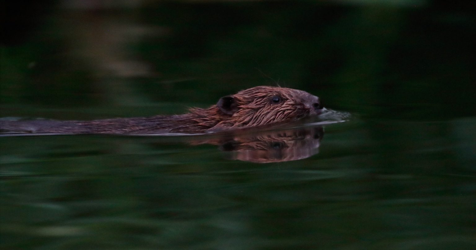 How to Photograph Beavers in the UK - Nature TTL