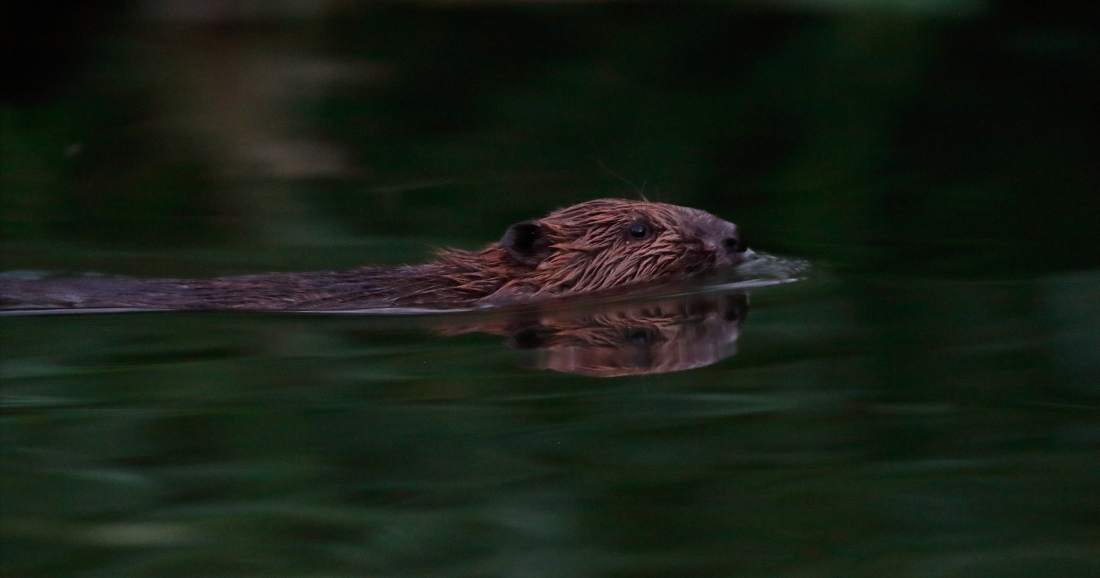 How to Photograph Beavers in the UK - Nature TTL