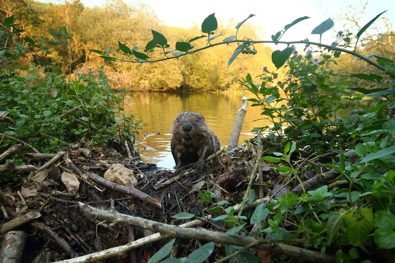 How to Photograph Beavers in the UK - Nature TTL