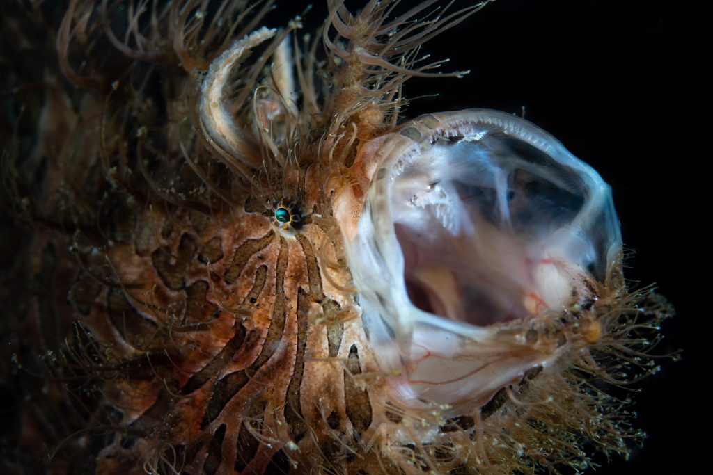 Top Tips to Improve Your Underwater Macro Images - Nature TTL
